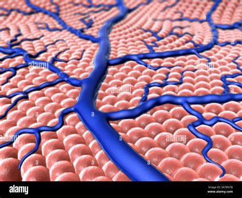 Circulatory System Capillary Cardio Vascular Human Vein And Artery Stock Photo Alamy