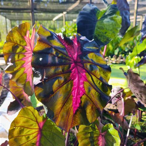 Muda De Colocasia Redemption Ecoa Viveiro