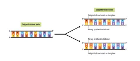 lecture 7 dna replication textbook chapters 3 4 2 4 3 flashcards