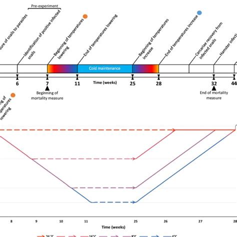 time schedule of the experimental protocol a the timing of the entire