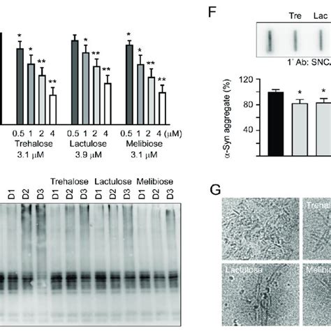 Snca His Protein And α Synuclein Aggregation Examined By Thioflavin T Download Scientific
