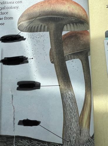 Fungi Flashcards Quizlet