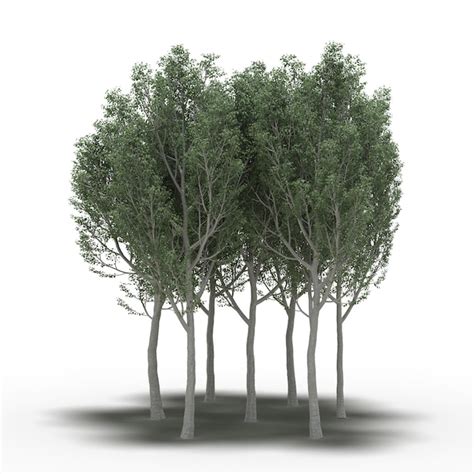 Premium Photo Group Of Trees With A Shadow Under It Isolated On White Background 3d