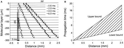 Spatial And Temporal Patterns Of Action Potential Propagation Along