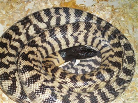 Keeping And Breeding Black Headed Pythons Reptiles Magazine