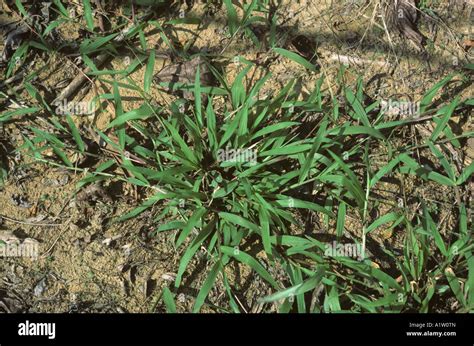 Paspalum Conjugatum Paspalum Conjugatum Knowyourweeds