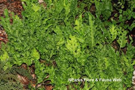 Nparks Microsorum Scolopendria Vp003