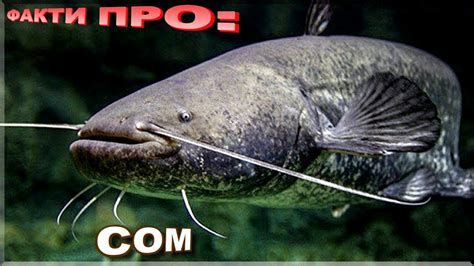 СОМ (звичайний) | ЦІКАВІ ФАКТИ ПРО: СОМА! Де живе і як ловити сома ...