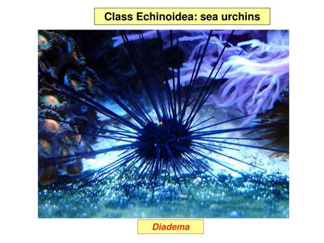 ppt echinoderms powerpoint presentation free download id 5392681