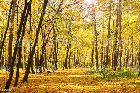 조용한 가을 시즌 가을 숲에 도로가있는 아름다운 풍경 노란색과 주황색 잎이있는 단풍 나무 10월에 대한 스톡 사진 및 기타 이미지 Istock