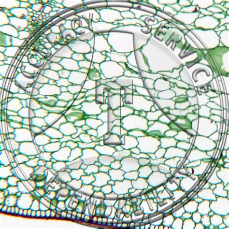 Clivia Leaf Cuticle Prepared Microscope Slide