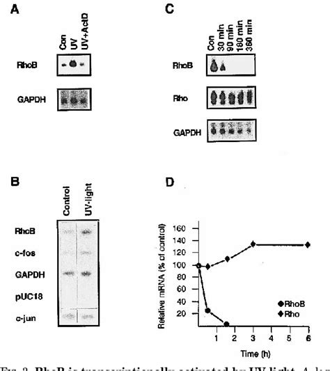 Figure 3 From The Ras Related Small Gtp Binding Protein Rhob Is Immediate Early Inducible By Dna