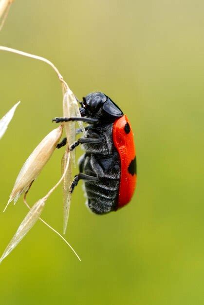 Page 46 Red Bug Images Free Download On Freepik