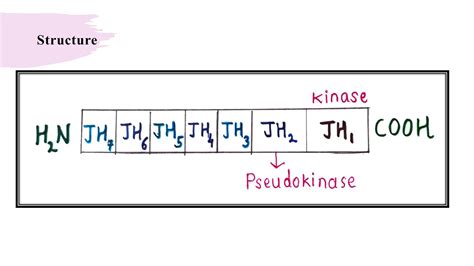 Jakstat Signaling Pathway Cellular And Molecular Pharmacology Pptx