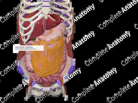 Gastrocolic Ligament Complete Anatomy