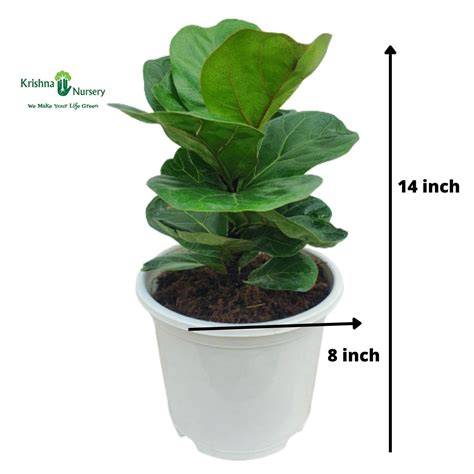 Fiddle Leaf Fig Plant