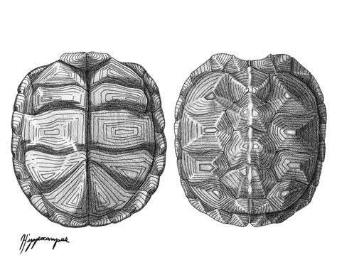 Conch Shell Sketch At Explore Collection Of Conch Shell Sketch