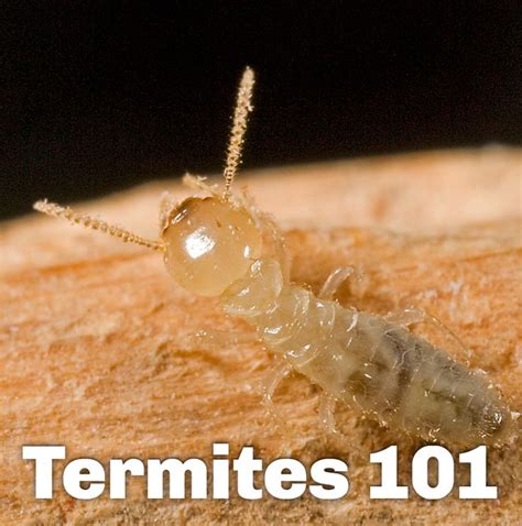 Termites A Guide To Different Termite Types PestWorld Termite Control Termites