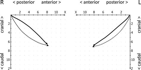 Schematic Drawing Of Caudal Convex Movement Paths Dotted And Anterior
