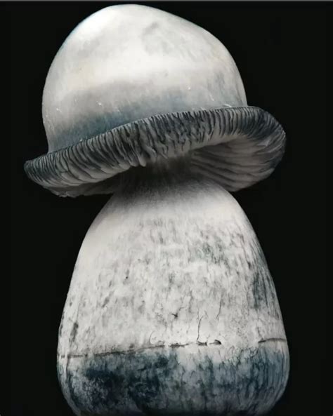 Ape Mushrooms Explained Inoculate The World