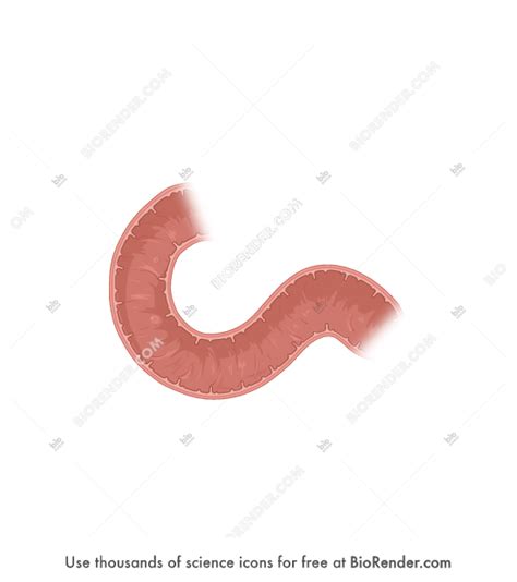 Free Duodenum Cross Section Icons Symbols And Images Biorender