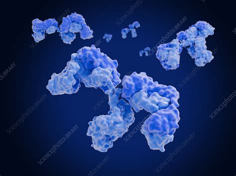 Dual Variable Domain Antibodies Illustration Stock Image F043 8995 Science Photo Library
