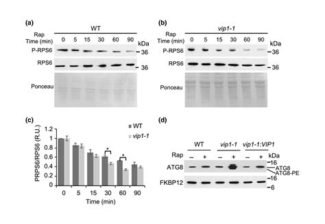 Inositol Polyphosphates And Target Of Rapamycin Kinase Signalling Govern Photosystem Ii Protein