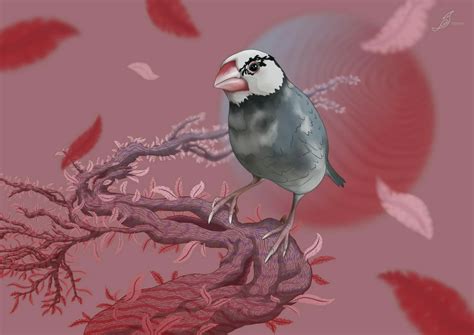 I Love Java Sparrows Fan Art Made In Medibang Paint Pro Album On Imgur