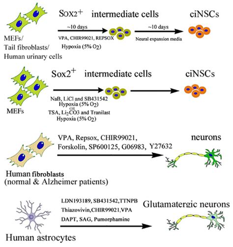 Ijms Free Full Text Chemically Induced Reprogramming Of Somatic