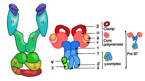 The Wobble Hypothesis Definition Exaplanation Importance Biology