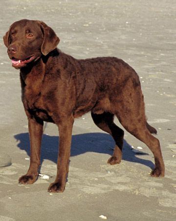 18 The Maryland State Dog Ideas Chesapeake Bay Retriever Chesapeake