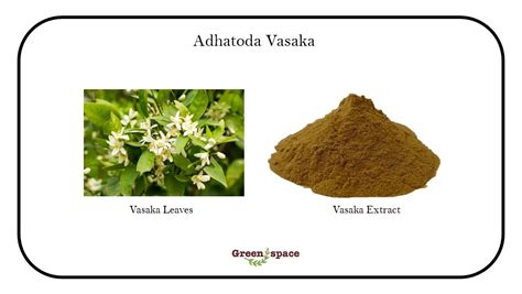Vasaka Nut A Medicinal Plant Native To India Greenspace Posted On
