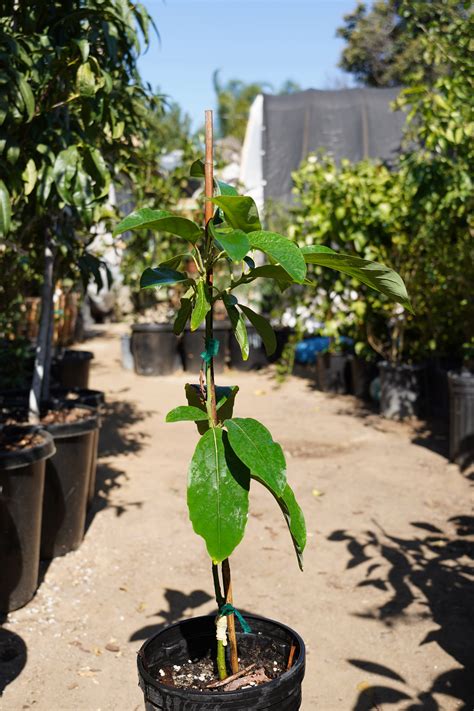 Lamb Hass Avocado Tree Utopia Trees