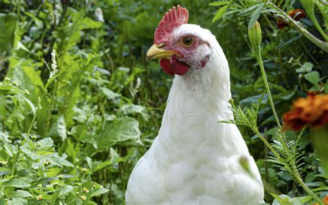 Announcing Neat Data Analysis Platform For Food Erps Neat Data