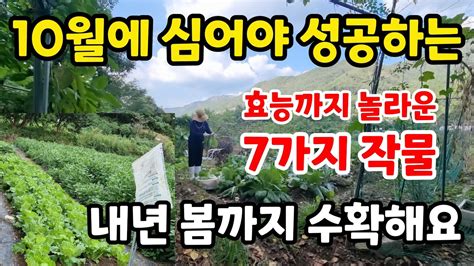 10월에 심을수있는 7가지 작물 추천 독특한 맛과 효능까지 좋은 기능성 채소친환경 무농약유기농 주말농장시골farming Gardening건강힐링귀농김장