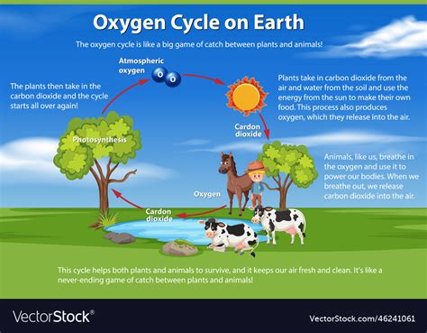 Draw Flow Diagram Of Oxygen Cycle Oxygen Cycle Biogeochemica