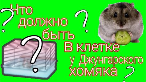 Что должно быть в клетке у хомяка Как ухаживать за хомяком 🐹 ️ Youtube