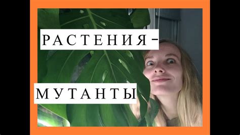 Как выращивать растения с большими или ОГРОМНЫМИ листьями|Советы ...