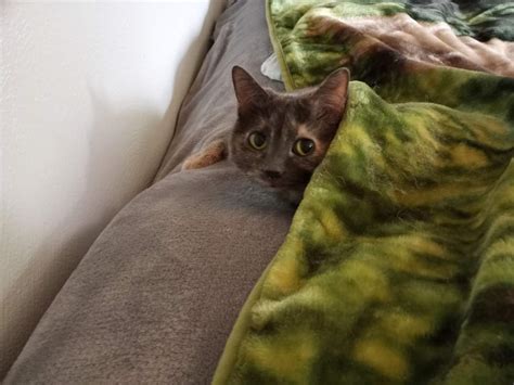 Solve Pixie Bug Off Im Trying To Get Some Rest Jigsaw Puzzle Online With 12 Pieces