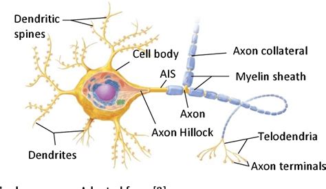 Table 1 From The Structure And Plasticity Of The Proximal Axon Of
