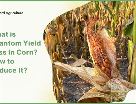 The Key Benefits Of Using Ignition In Your Manufacturing Plant Innorobix