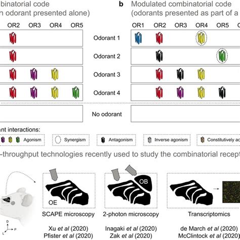 The Major Cell Types Of The Mammalian Olfactory Mucosa Om In Download Scientific Diagram