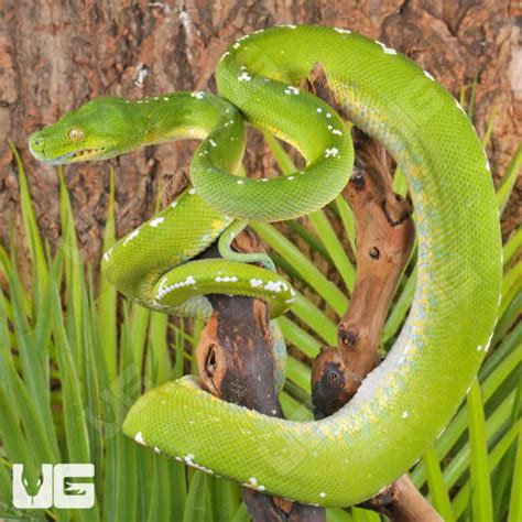 Adult Aru Green Tree Python For Sale Underground Reptiles