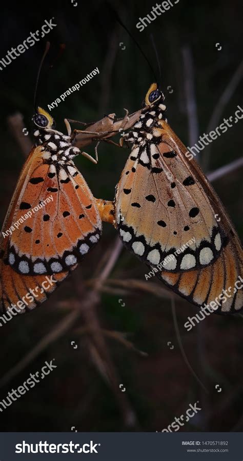 Two Beautiful Butterfly Having Sex Stock Photo 1470571892 Shutterstock