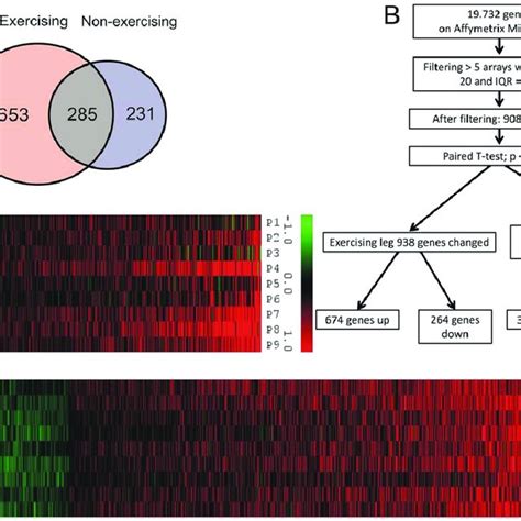 A Left Panel Shows The Top 20 Of Upregulated Genes In The Exercising