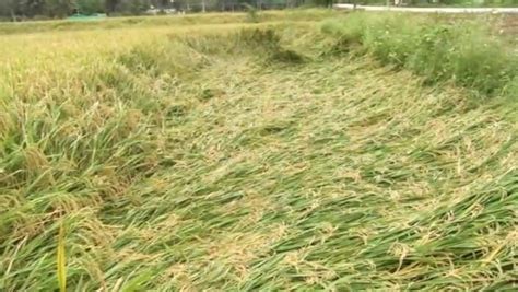 ರೈತರಿಗೆ 2023 ರ ಮುಂಗಾರು ಹಂಗಾಮಿನ ಬೆಳೆ ನಷ್ಟ ಪರಿಹಾರ ಬಿಡುಗಡೆ 2023 Monsoon Season Crop Loss