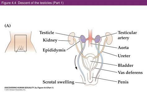 Ppt Sex And Gender Differences Powerpoint Presentation Free Download Id 3029406