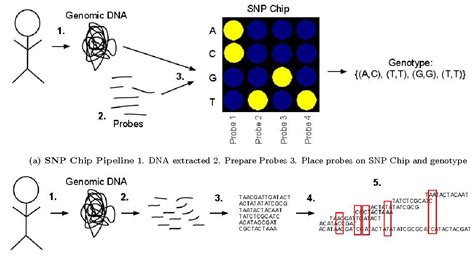 Figure 1 From Algorithms For Haplotype Phasing Semantic Scholar