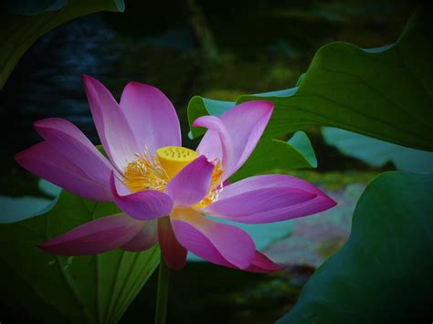 Картинка про красивый цветок лотос · бесплатная фотография от Photomonstr картинки и обои на