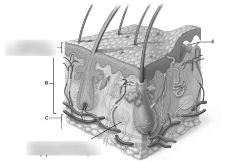 Hair Diagram Quizlet